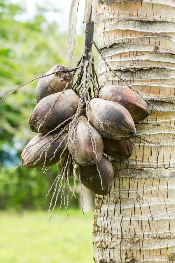 Desiccated coconut stock image. Image of nature, nutrition - 44862703