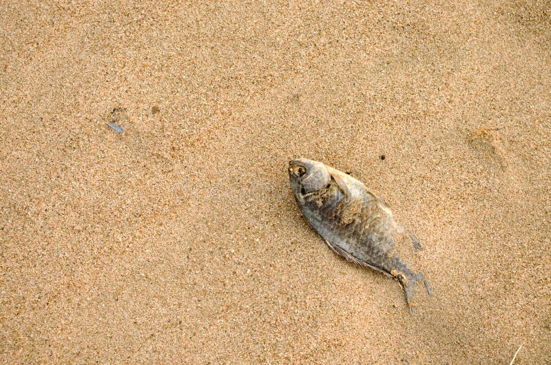 The Desiccated Corpse of a Fish on Seabeach Stock Photo - Image of ...
