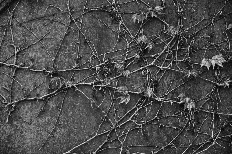 517 Spread Sparse Stock Photos - Free & Royalty-Free Stock Photos from ...