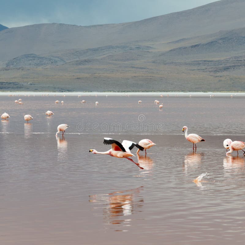 Desierto De Atacama Bolivia Imagen de archivo - Imagen de turismo ...