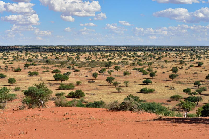 Zorro Del Cabo, Desierto De Kalahari Imagen de archivo - Imagen de ...