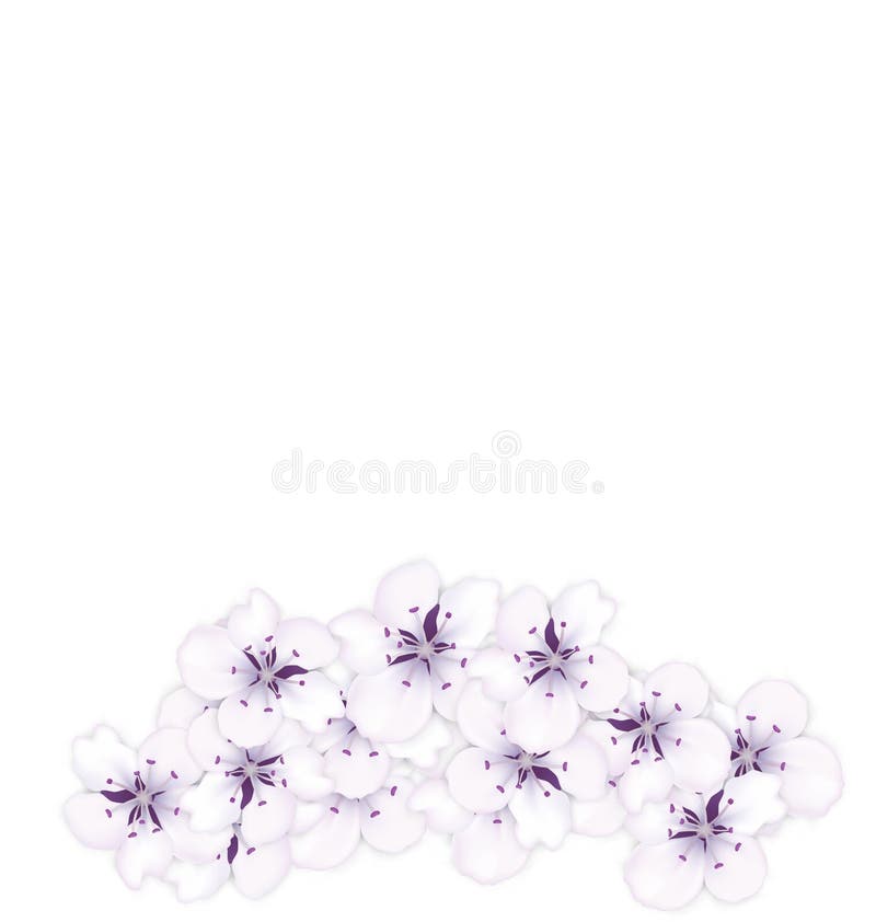 Blossoming Bouquet Sakura Red Flowers Stock Vector - Illustration of ...