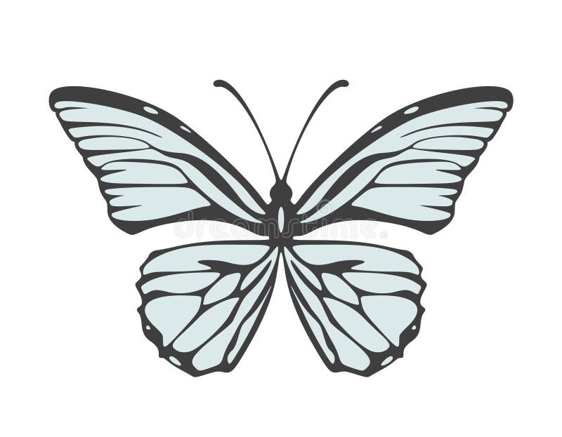 Design of butterfly draw stock vector. Illustration of wings - 318395560