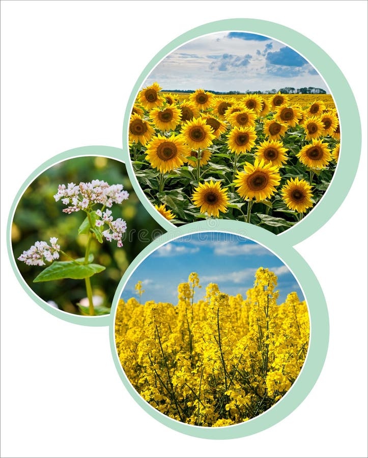 Design Circle Design for Agrarian Theme with Photo Stock Photo - Image ...