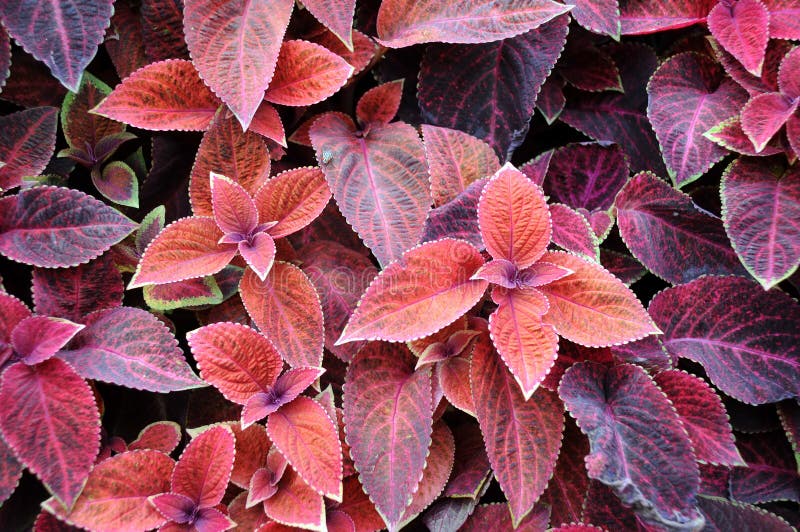 Fancy Coleus stock image. Image of colorful, botany, foliage - 24188605