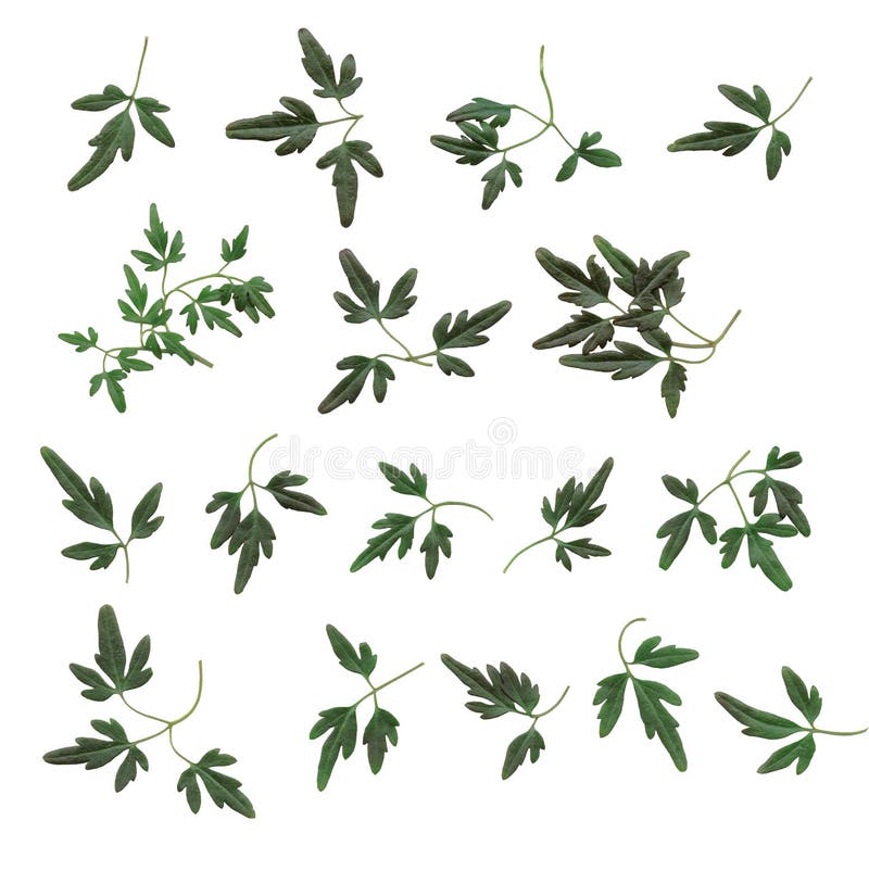 Design Elements - Small Leaves Stock Illustration - Illustration of ...