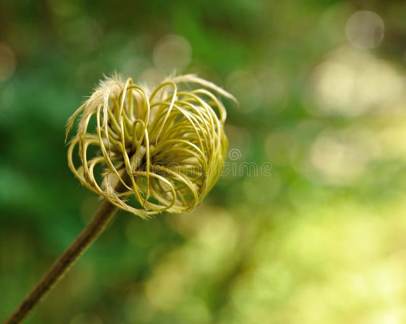 Design stock image. Image of flower, offspring, nature - 43169945