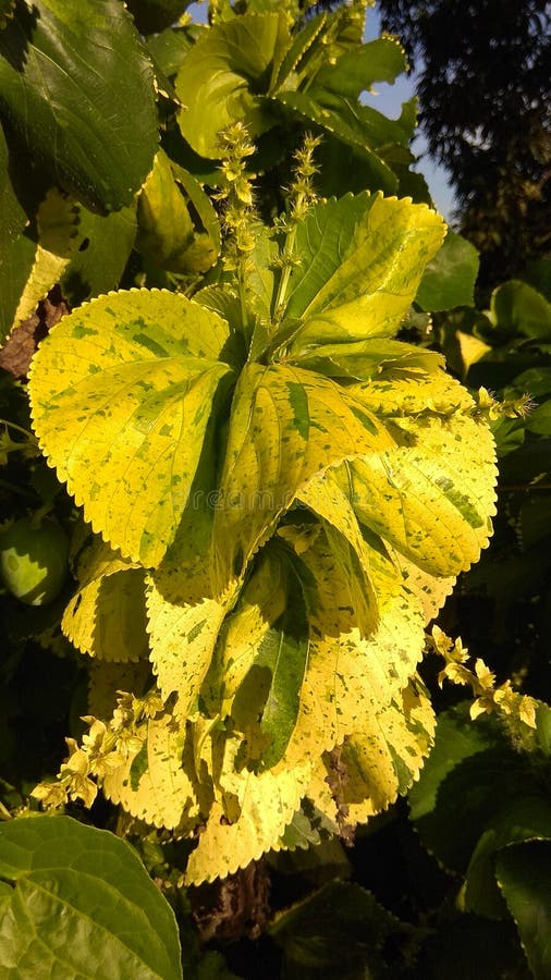 Green leaf style stock photo. Image of design, green - 124030614