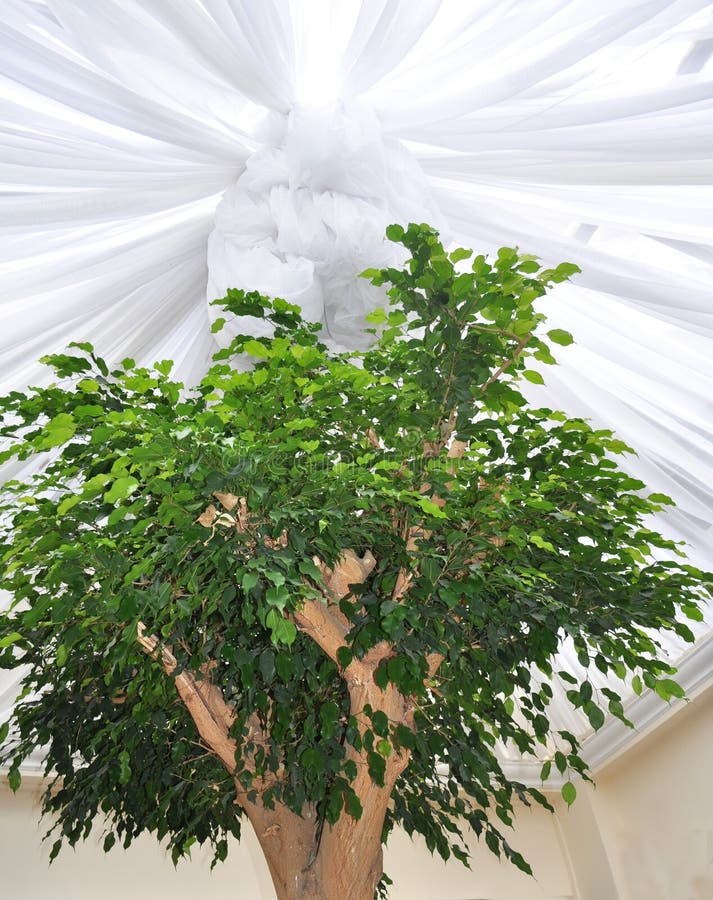 Design idea ceiling tree stock image. Image of roof, home - 91708073