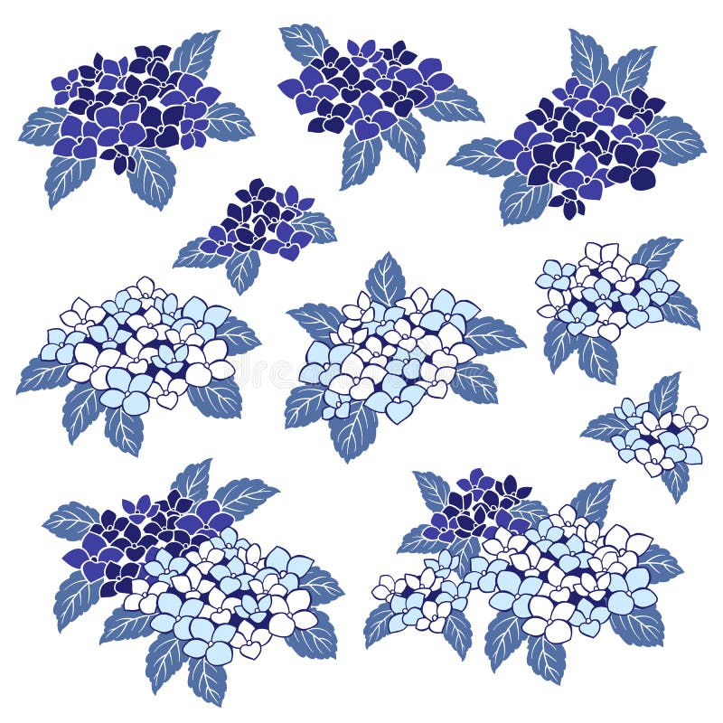 Japanese style hydrangea, stock vector. Illustration of beautiful ...