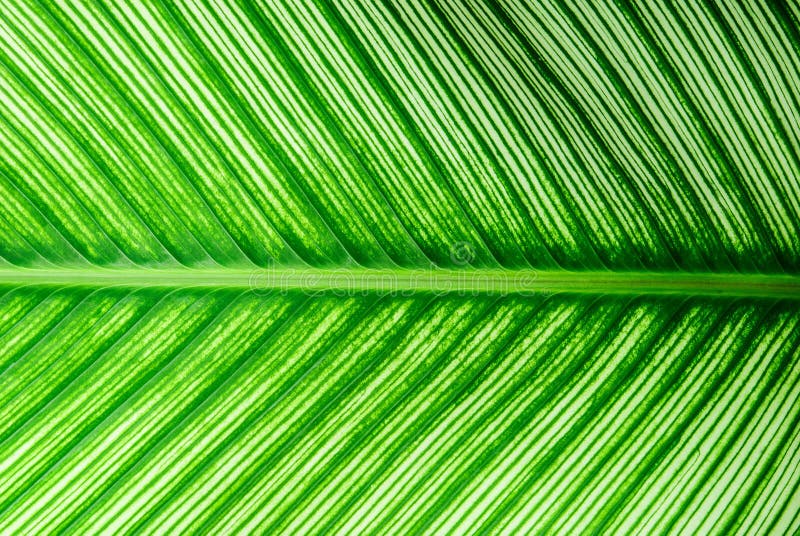 The design of a leaf stock photo. Image of environment - 32769778