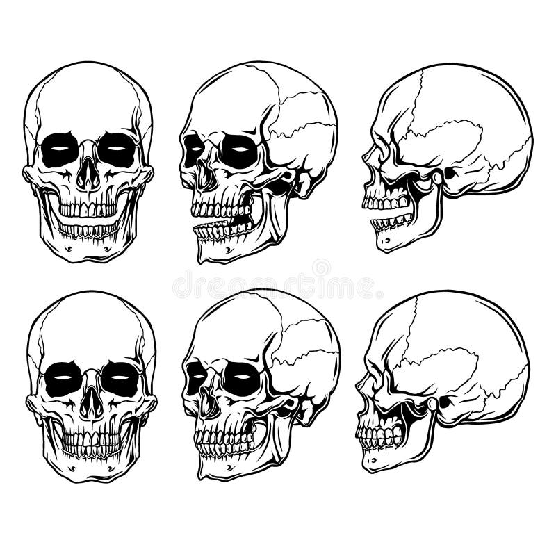 Design Line Art Vector Anatomy Skull Stock Vector - Illustration of ...