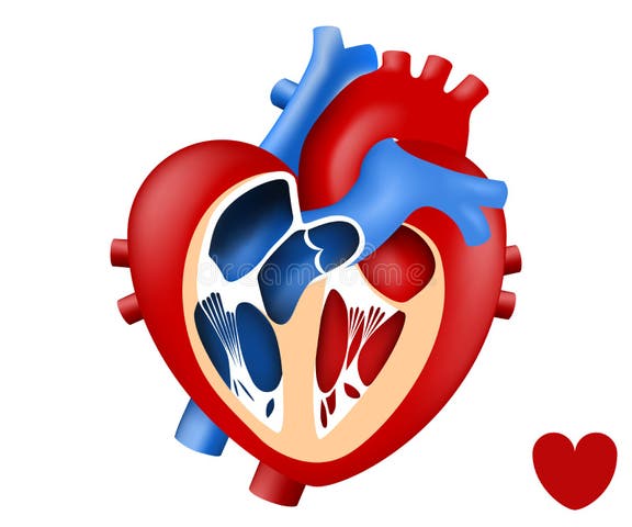 Design Love Human Heart in and Out Stock Vector - Illustration of gift ...