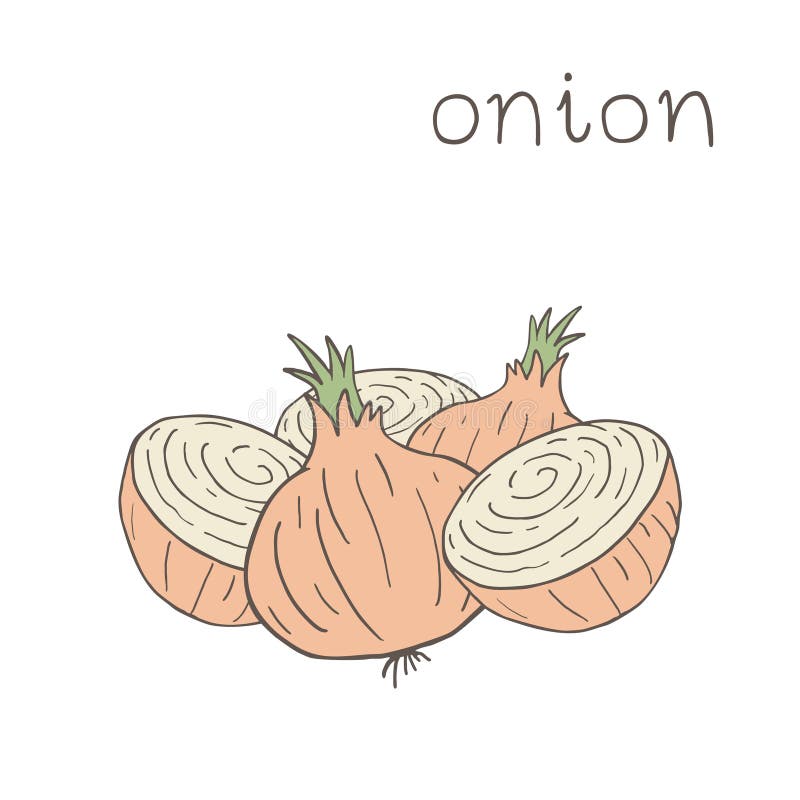 Design of onion draw stock vector. Illustration of vegan - 292579141