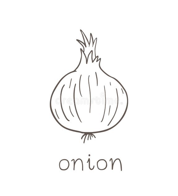 Design of onion draw stock vector. Illustration of healthy - 292579143