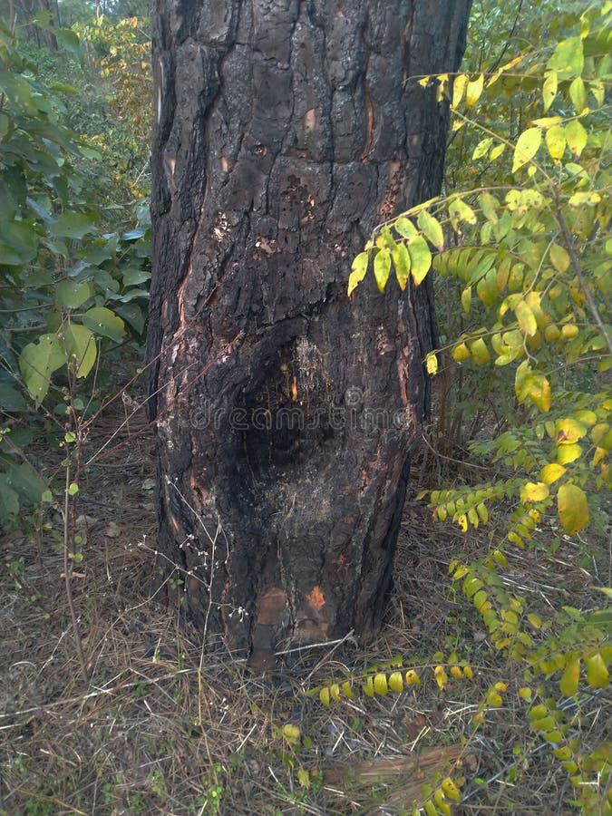 Design on Pine Black Tree Himachal Pradesh India Stock Image - Image of ...