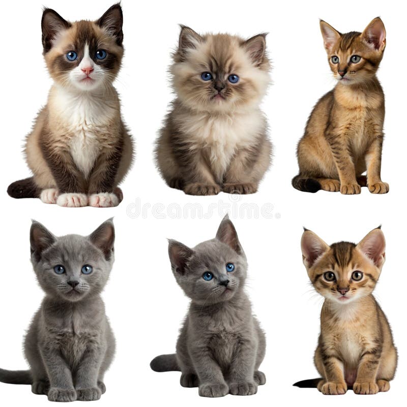 Adorable kittens stock illustration. Illustration of white - 338531916