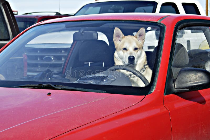 Designated driver 1 stock image. Image of driver, automobile - 1719573