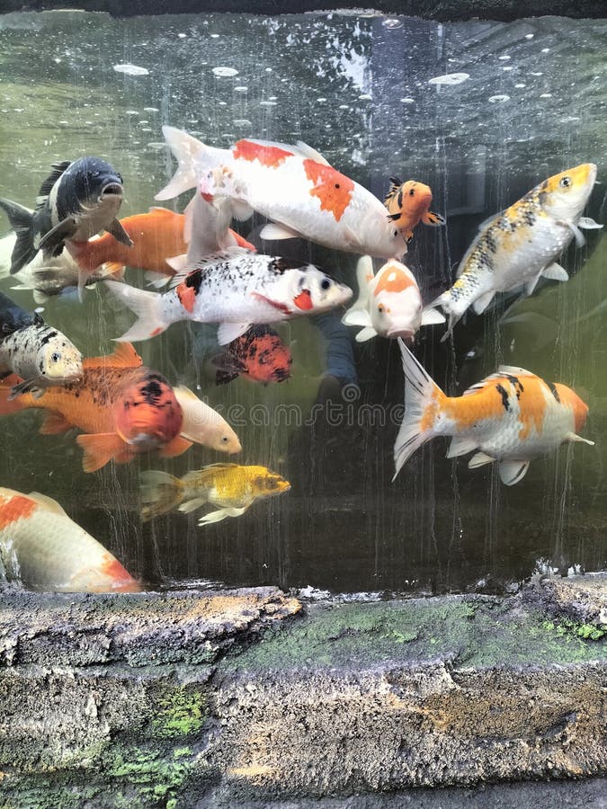 KOI FISH with VARIOUS FEATURES Stock Photo - Image of ducks, waterbird ...