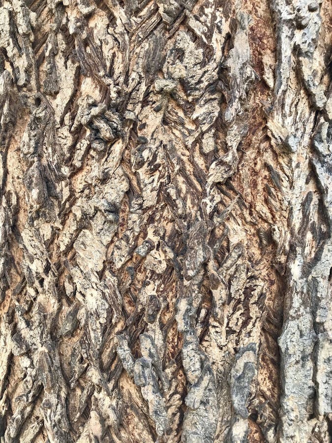 A designed Neem tree bark stock photo. Image of grass - 176532446