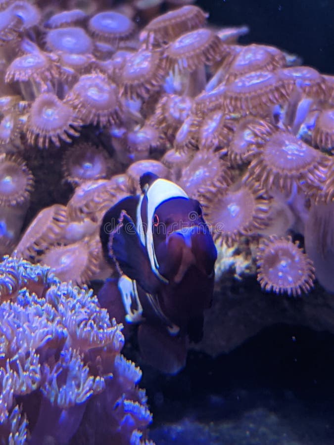 Designer Clownfish among Corals at Saltwater Fish Store Stock Image ...