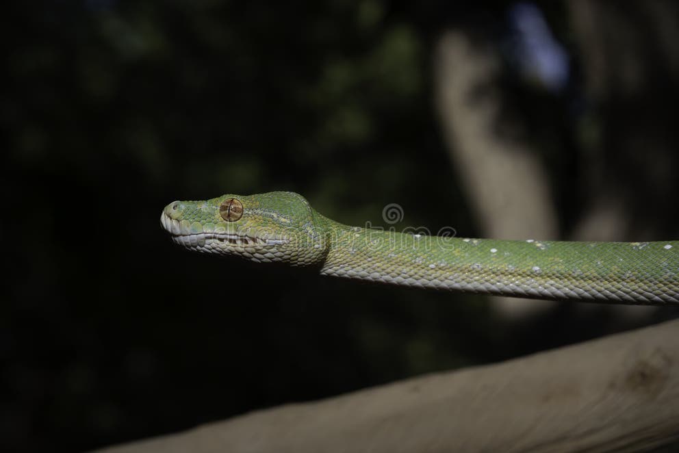 Aru X Biak Cross Green Tree Python Stock Image - Image of nature ...