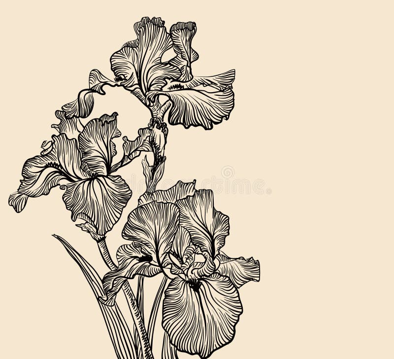 Iris Flower Pen and Ink Drawing Stock Illustration - Illustration of ...
