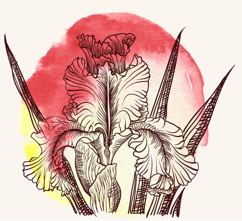 Designs of iris flowers stock vector. Illustration of design - 34677472