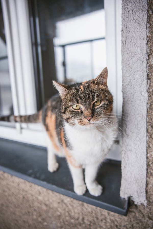 Desirous Expression of a Colourful House Cat Sitting at the Window ...