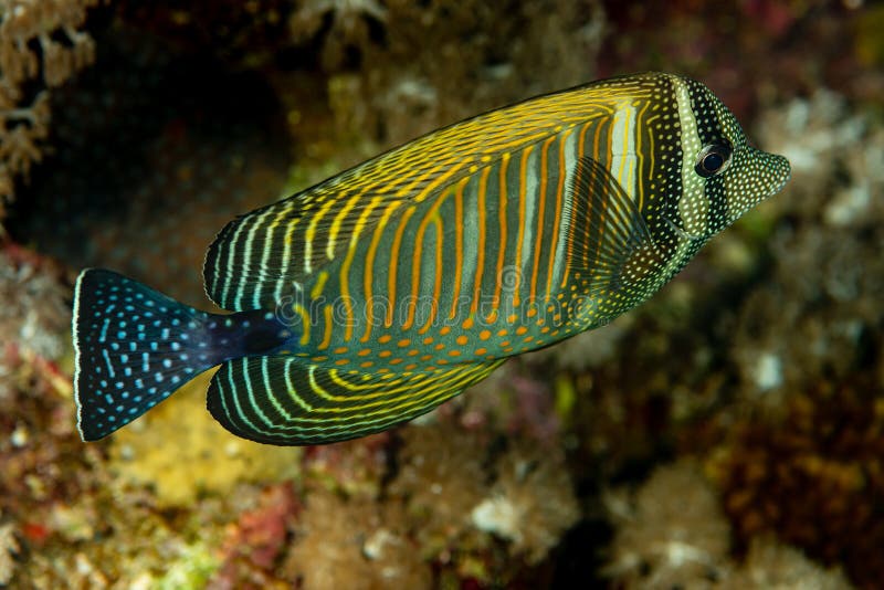 Spotted sailfin pleco stock photo. Image of wildlife - 13423986
