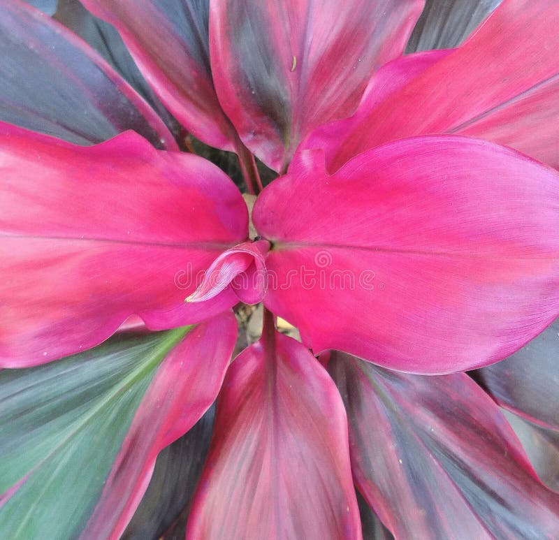 Desktop Image, Background Image, Watermark Image, Wallpaper Stock Image ...