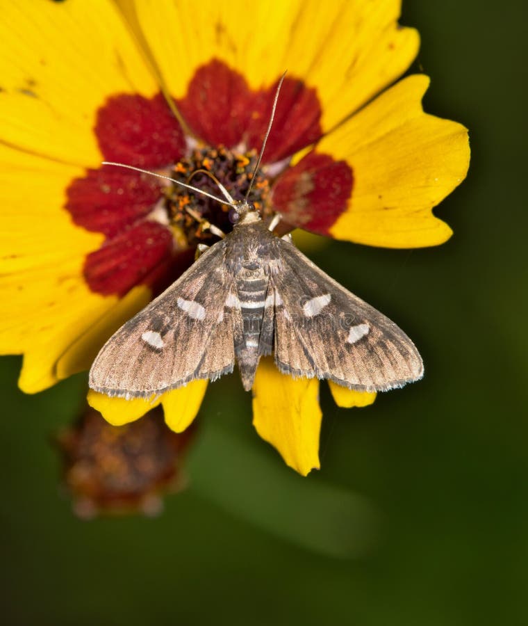 Desmia Subdivisalis Moth Pollinating Tickseed Flower. Stock Image ...
