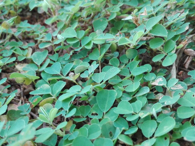Desmodium stock image. Image of desmodium, ground, legum - 142272595