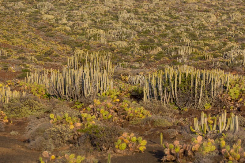 Desolate Arid Vegetation Growing on Vulcanic Soil. Stock Photo - Image ...