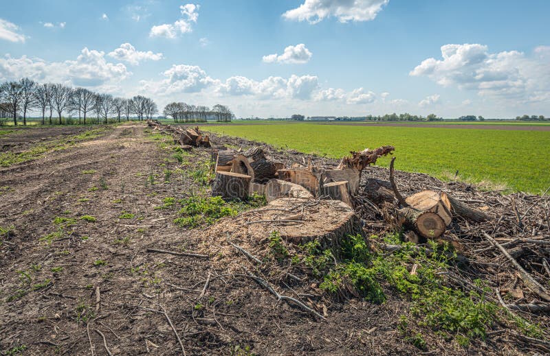 Desolate Environment after Clearing Large Trees Stock Photo - Image of ...