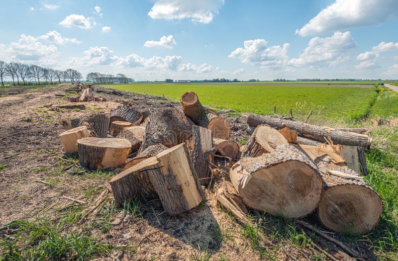 Desolate Environment after Clearing Large Trees Stock Image - Image of ...