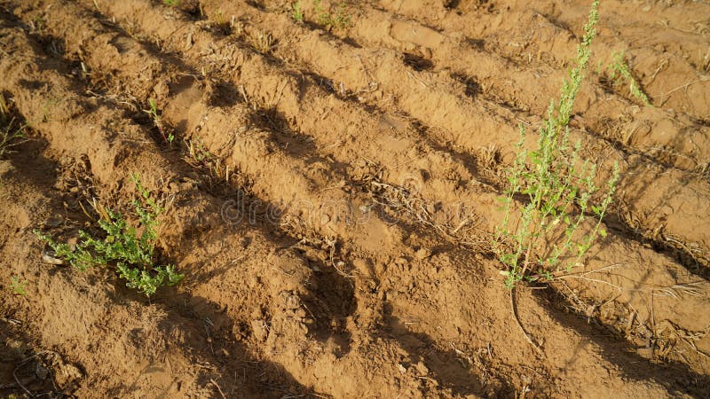 Desolate Field after Crop Harvesting with Some Weeds Plant. Fields ...