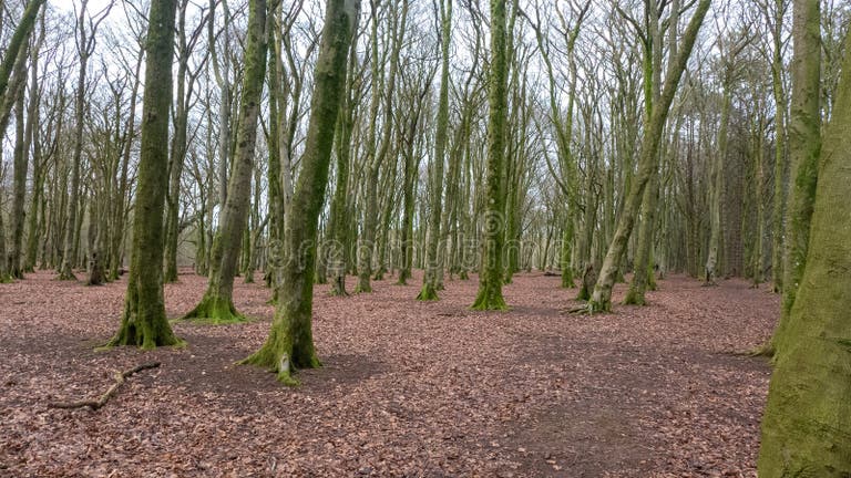 Desolate forest stock image. Image of natural, autumn - 212729705