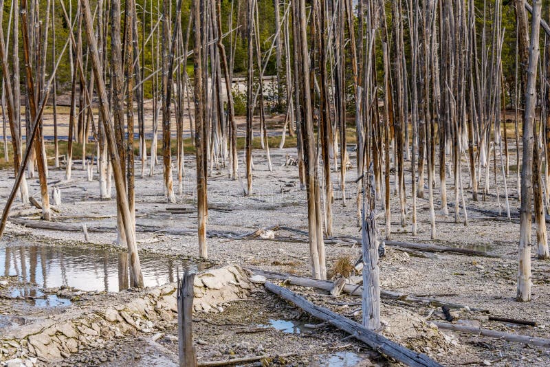 Desolate Forest of Bare Trees with Muddy Ground Stock Photo - Image of ...