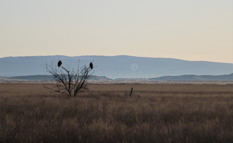 Evil Dead 2 Screencaps Stock Photos - Free & Royalty-Free Stock Photos ...