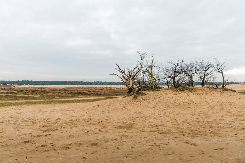Desolate Landscape with Bare Trees and Branches Stock Image - Image of ...