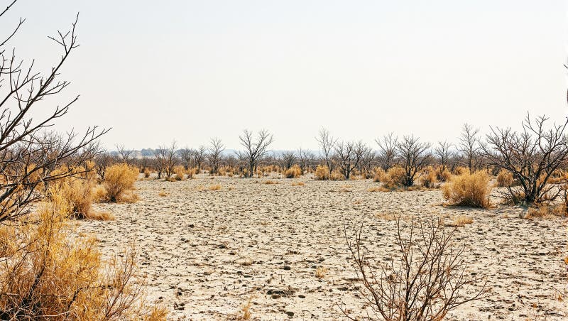 Desolate Landscape with Cracked Ground Skeletal Trees and Hazy Sky ...