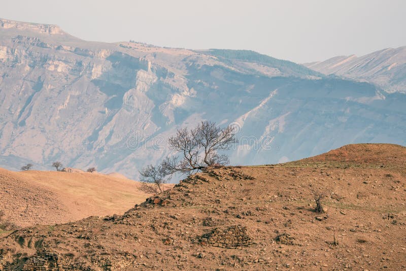 A Desolate Landscape with a Lone Tree on a Cliff Stock Image - Image of ...