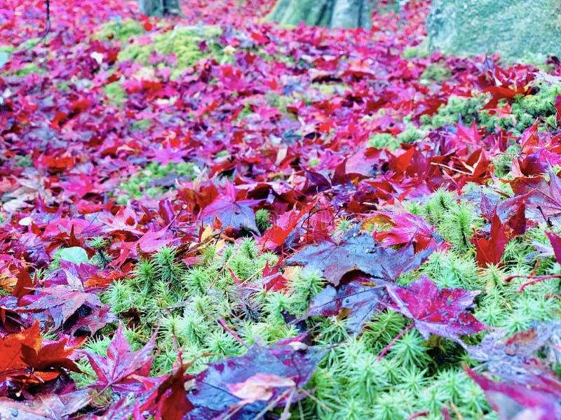 Desolate Maple Leaf after Storm Stock Image - Image of leaf, cold ...