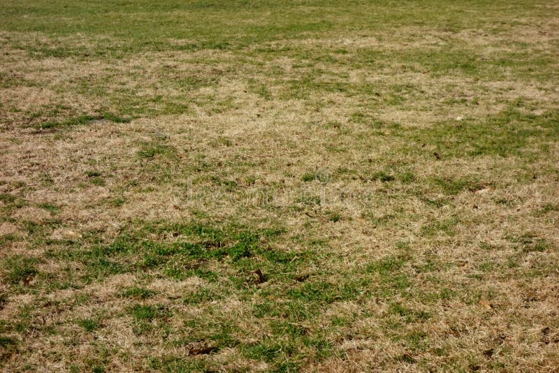 Grass weed pattern stock photo. Image of field, abstract - 170262432