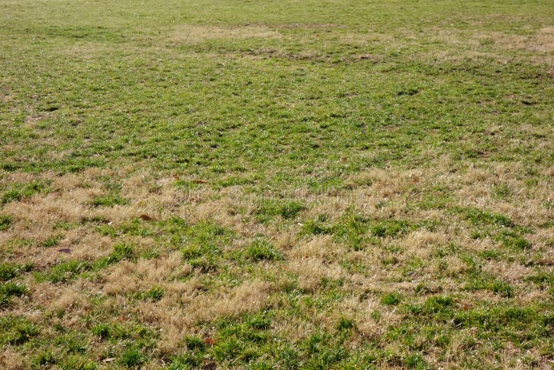 Grass weed pattern stock photo. Image of landscape, material - 170266486