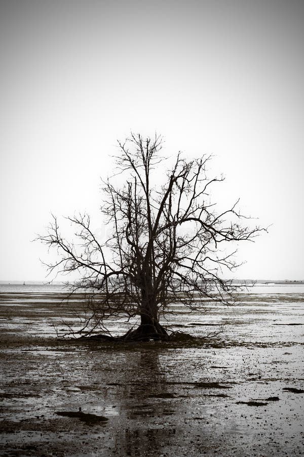 Desolate Tree stock photo. Image of dead, tides, single - 9652192