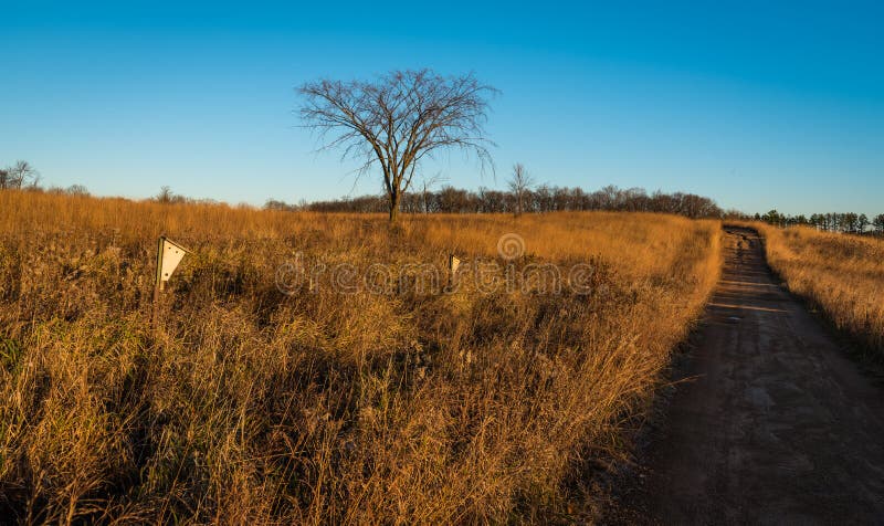 Desolate tree stock photo. Image of background, solo - 36634652