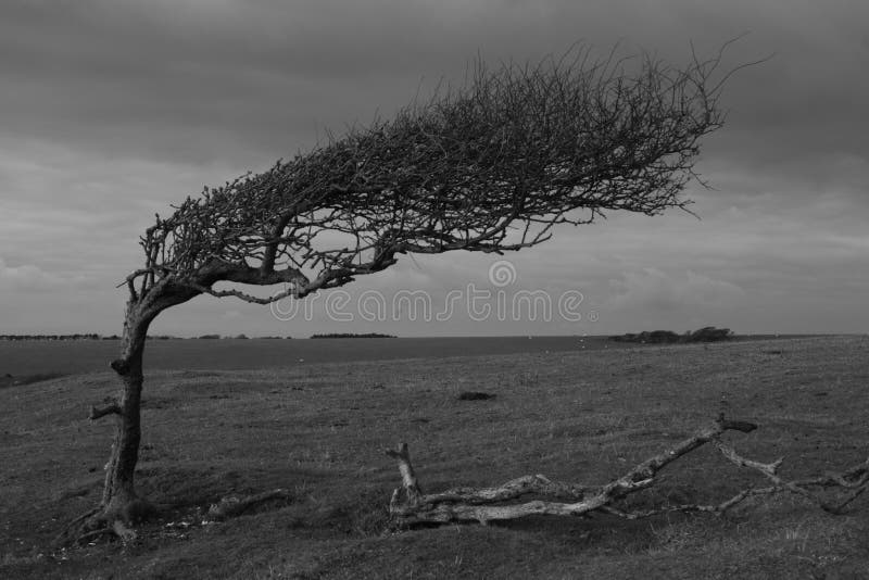 Desolate Tree in Irish Landscape Stock Image - Image of plants ...
