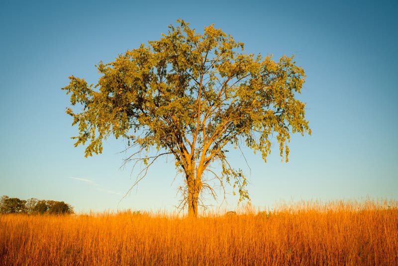 Desolate tree stock photo. Image of background, solo - 36634652